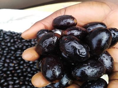 Canarium Schweinfurthii (African Elemi) Benefits - 9jafoods