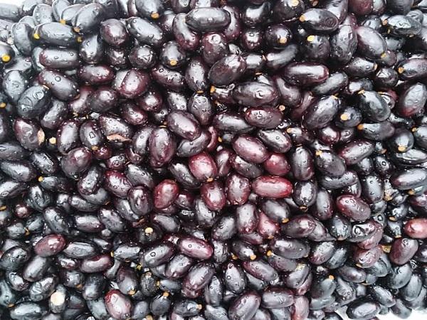 Canarium Schweinfurthii (African Elemi) Benefits - 9jafoods