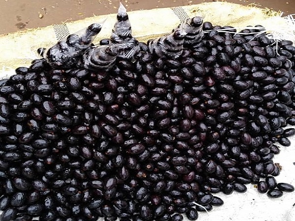 How Well Do You Know African Elemi (Medicinal Fruit)? - 9jafoods