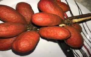 Health Benefits of Monkey Kola You Should Know - 9jafoods