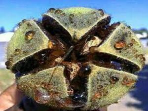 GoronTula Fertility Fruit: 15 Health Benefits - 9jafoods