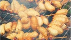 Edible Worms | Edible Maggots "Unusual Nigerian Food" - 9jafoods