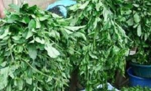 Health Benefits of Ugu in Your Diet ~ Ugu Leaf Nutrient Profile - 9jafoods