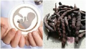 Ewe Akoko for Fertility: How to Use & Health Benefits - 9jafoods