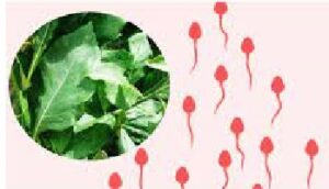 Benefits of Paragis Grass - Uses & Side Effects - 9jafoods