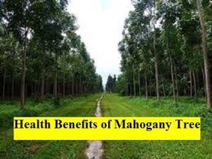 Health Benefits of Mahogany Tree Bark - 9jafoods