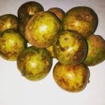 Ugiri Fruit: African Bush Mango Health Benefits and Uses - 9jafoods